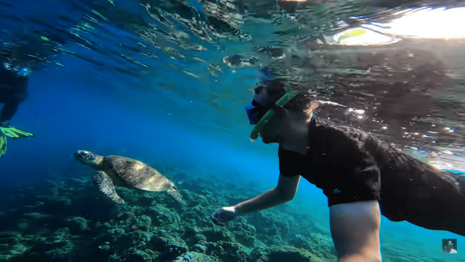 Cebu:Whale Shark Encounter &Moalboal Sardines &Turtle Thrill | GetYourGuide