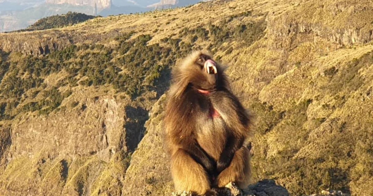 2 Nights 3 Days Trek to Semien Mountain | GetYourGuide