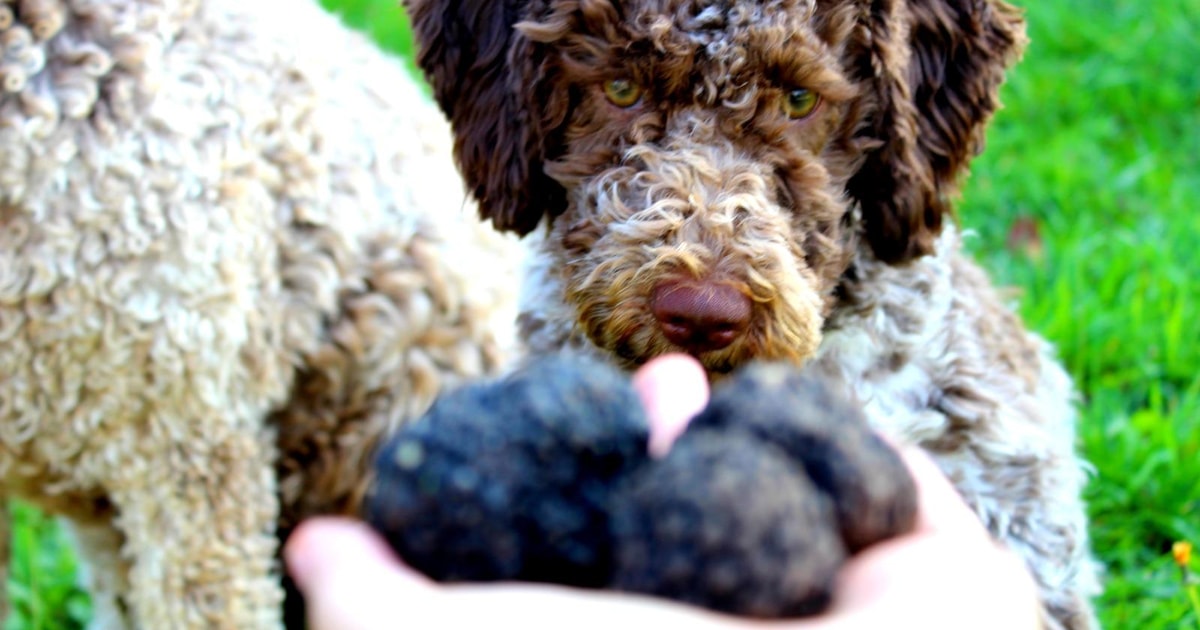 Truffle Hunting Experience near Parma with our dogs | GetYourGuide