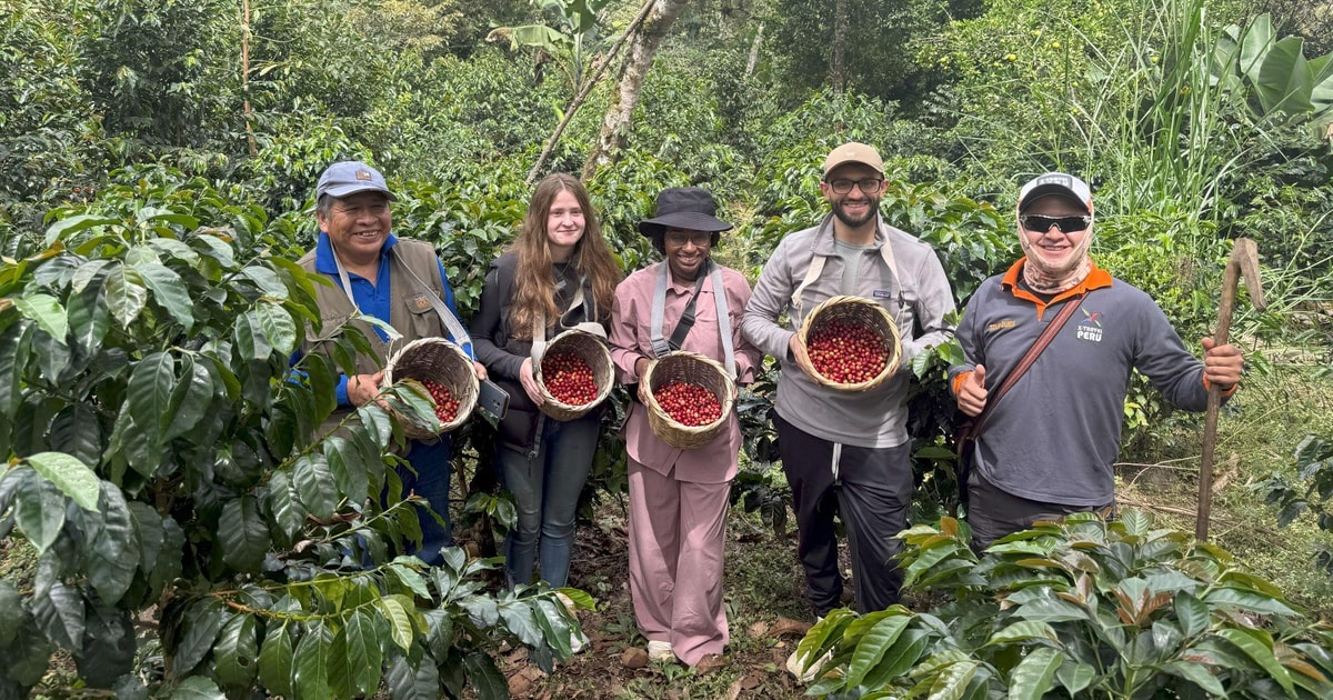 From Cusco: Full Day Coffee Route in Huayopata | GetYourGuide