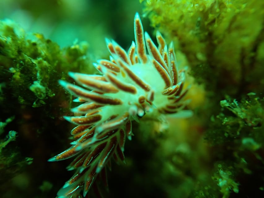 Cape Town: Great African Sea Forest Guided Snorkel | GetYourGuide