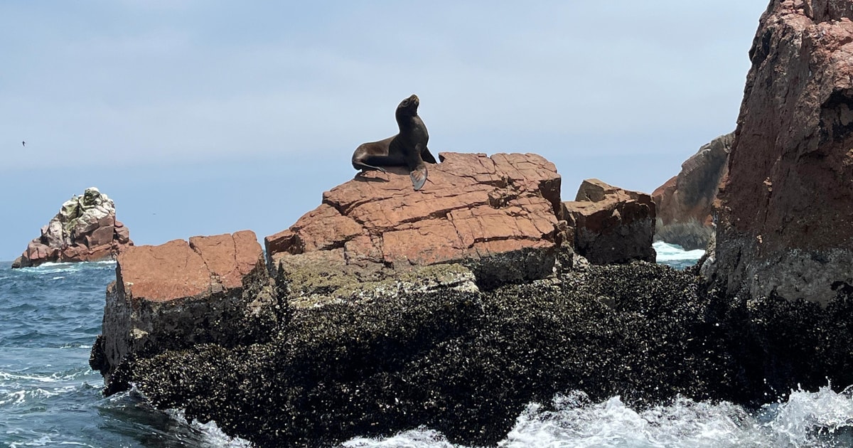 Paracas: Passeio de barco às Ilhas Ballestas | GetYourGuide
