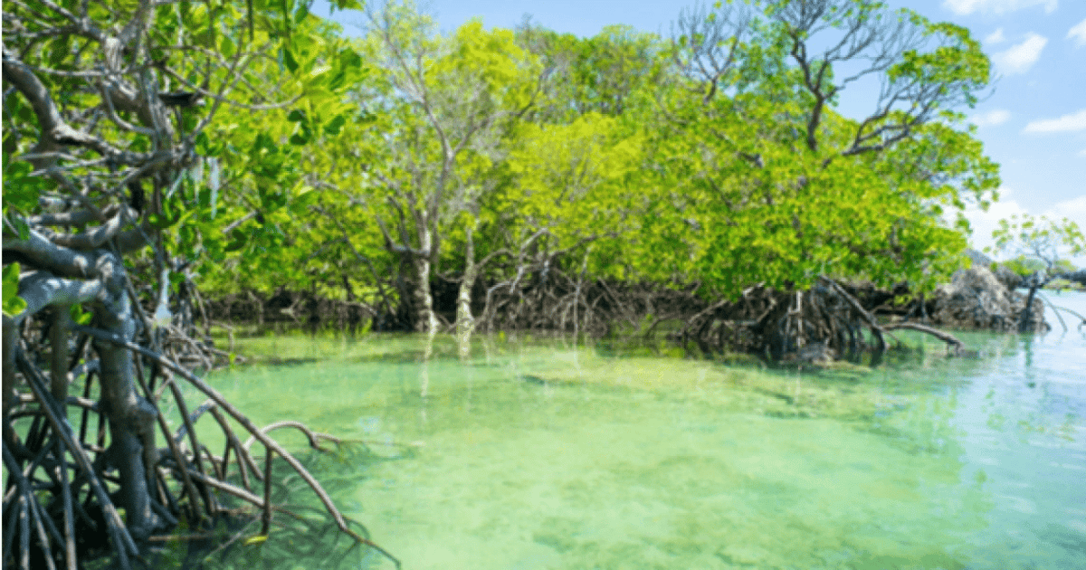 Zanzibar: Uzi Island Mangrove Canoe Tour with Lunch | GetYourGuide