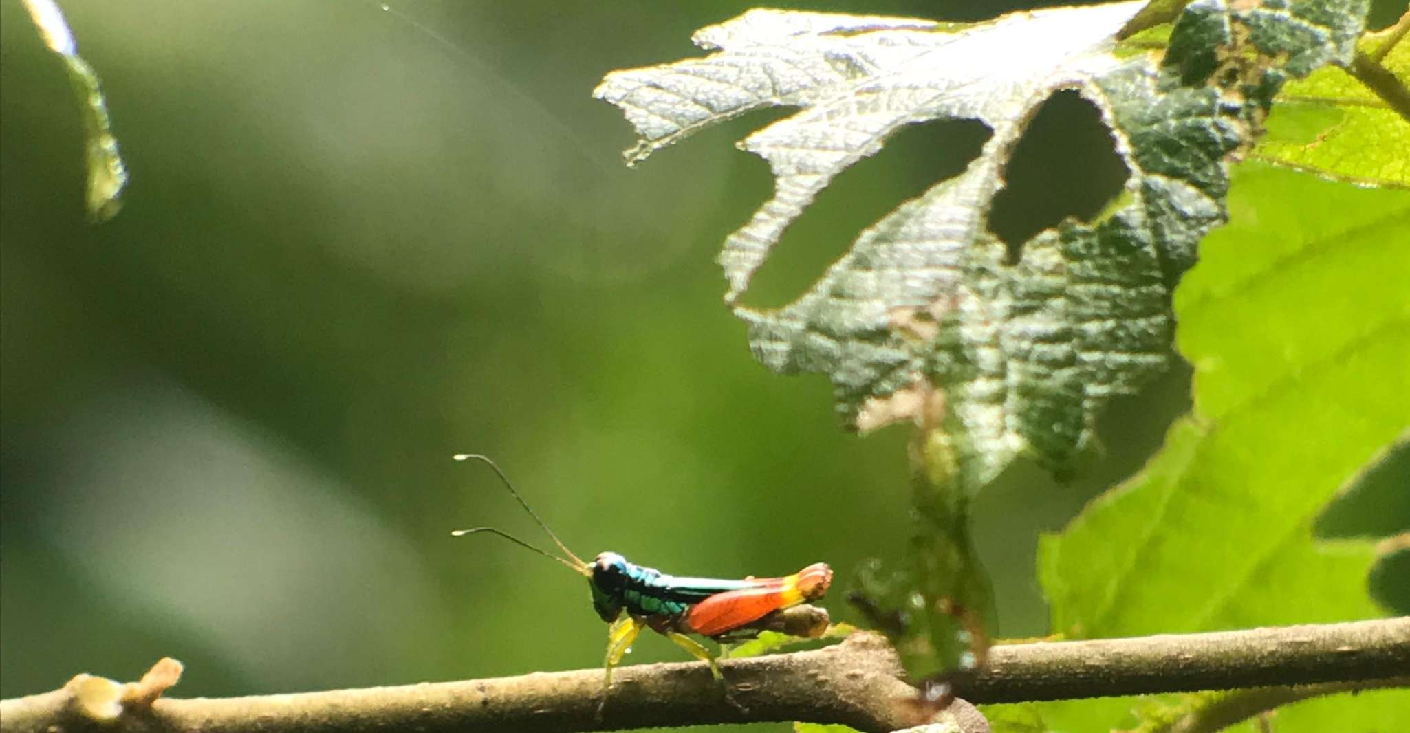 Manuel Antonio Park Nature Guided Tour | Adventure in Quepos