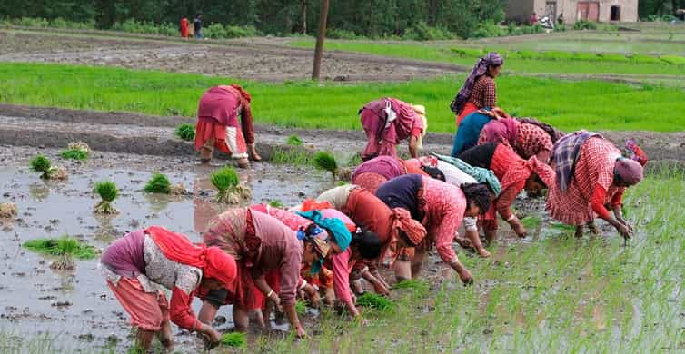 Rice Planting in Nepal | GetYourGuide
