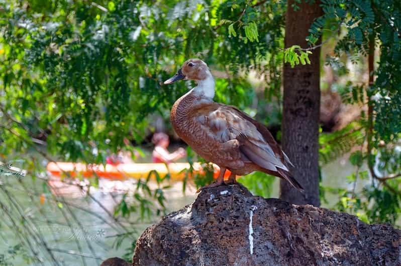 North Shore's best day! River, Turtles, Farm with Lunch | GetYourGuide