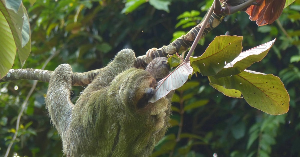 tour-de-observa-o-de-pregui-as-no-rio-celeste-costa-rica-getyourguide