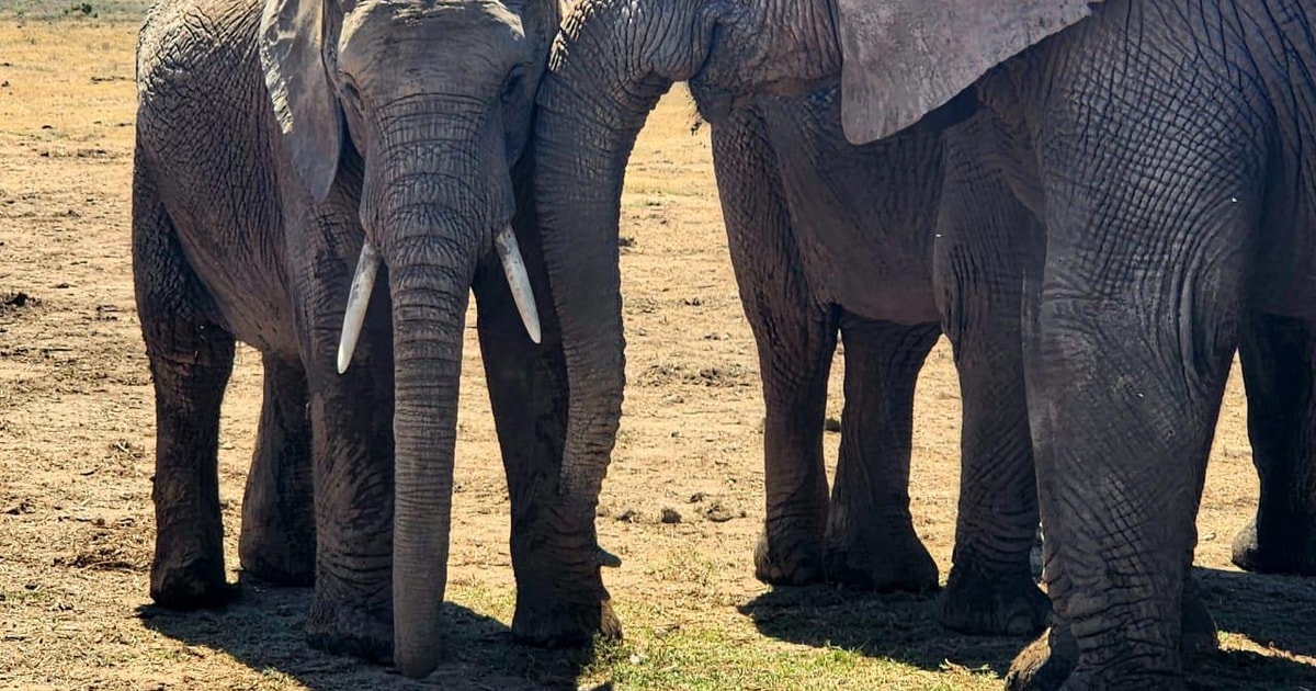 Addo Elephant National Park - Half Day Private Tour | GetYourGuide