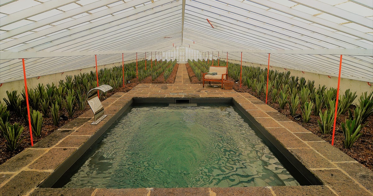 Ponta Delgada: Whirlpool im Gewächshaus mit Ananas-Tour | GetYourGuide