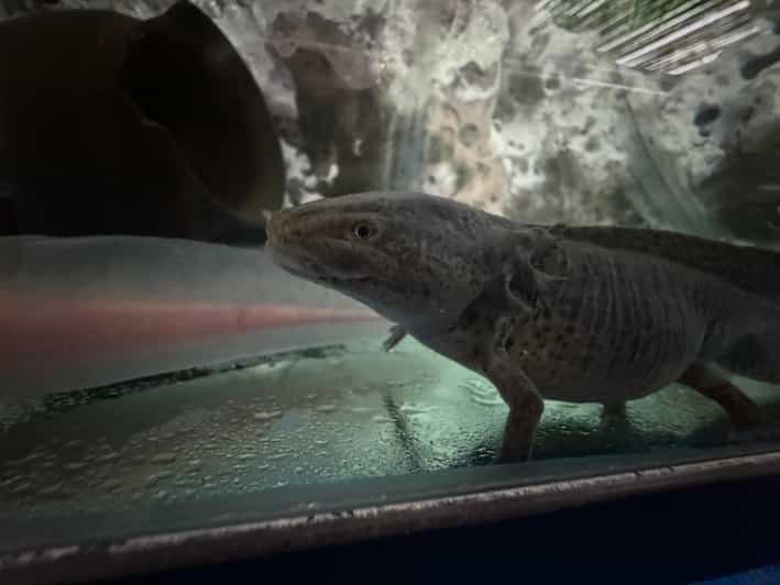Mexico City: Sunrise with the sanctuary of the axolotl | GetYourGuide