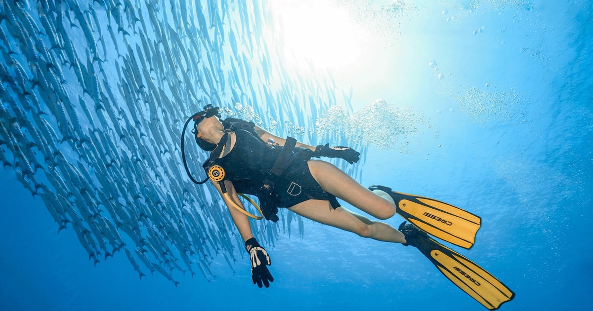 Fisheye Divers : Découvrez la plongée sous-marine | GetYourGuide