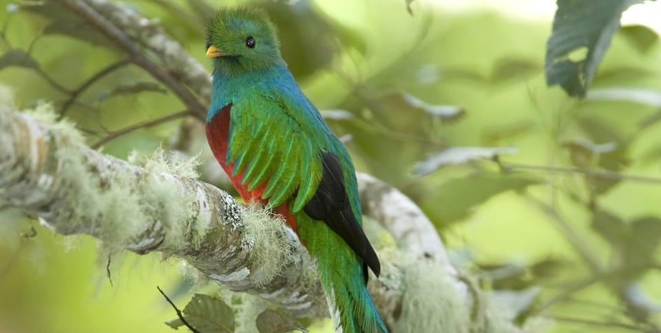 Quetzal: Costa Rica Birdwatching Experience - Los Quetzales | GetYourGuide
