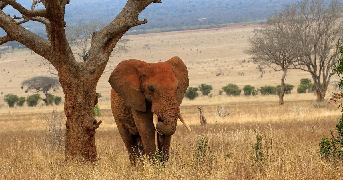 Tagestour zum Shimba Hills National Reserve von Mombasa/Diani aus ...