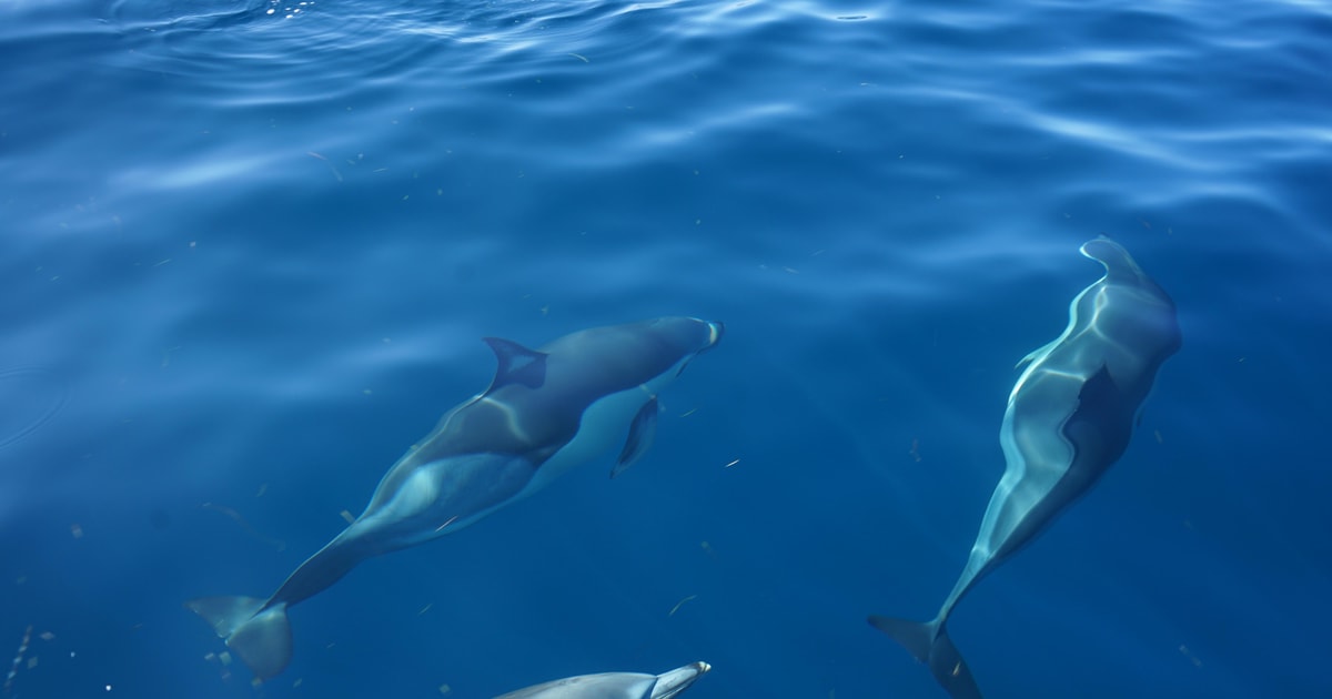Faro: Dolphin Watching Boat Tour | GetYourGuide