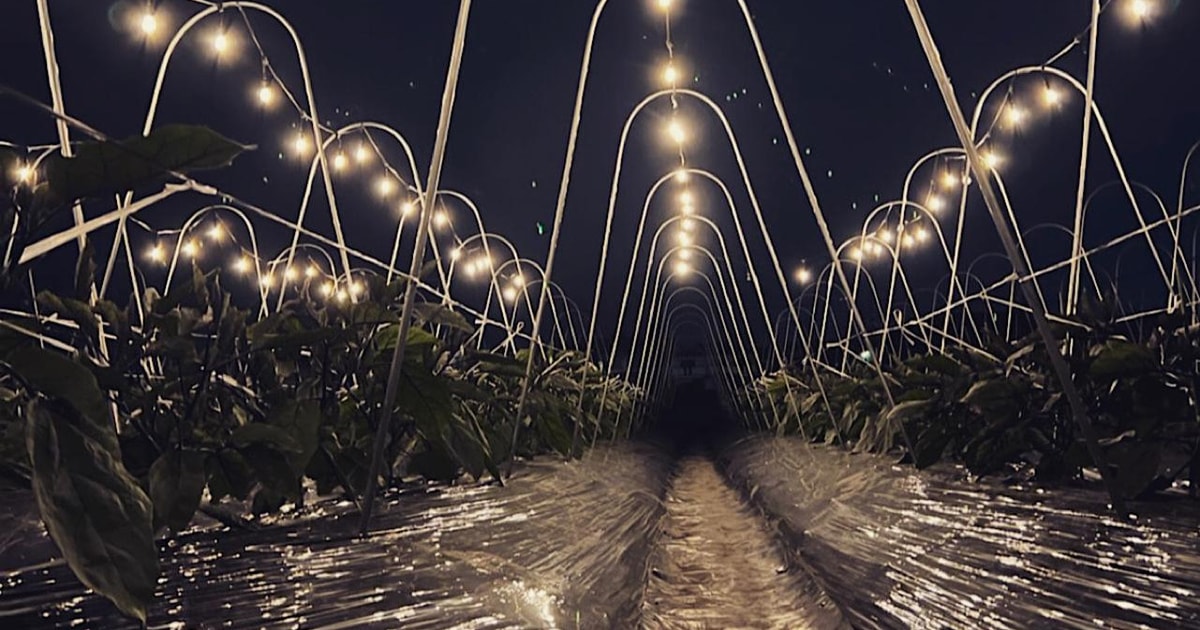 BNR NIGHT FARM 2024 | GetYourGuide