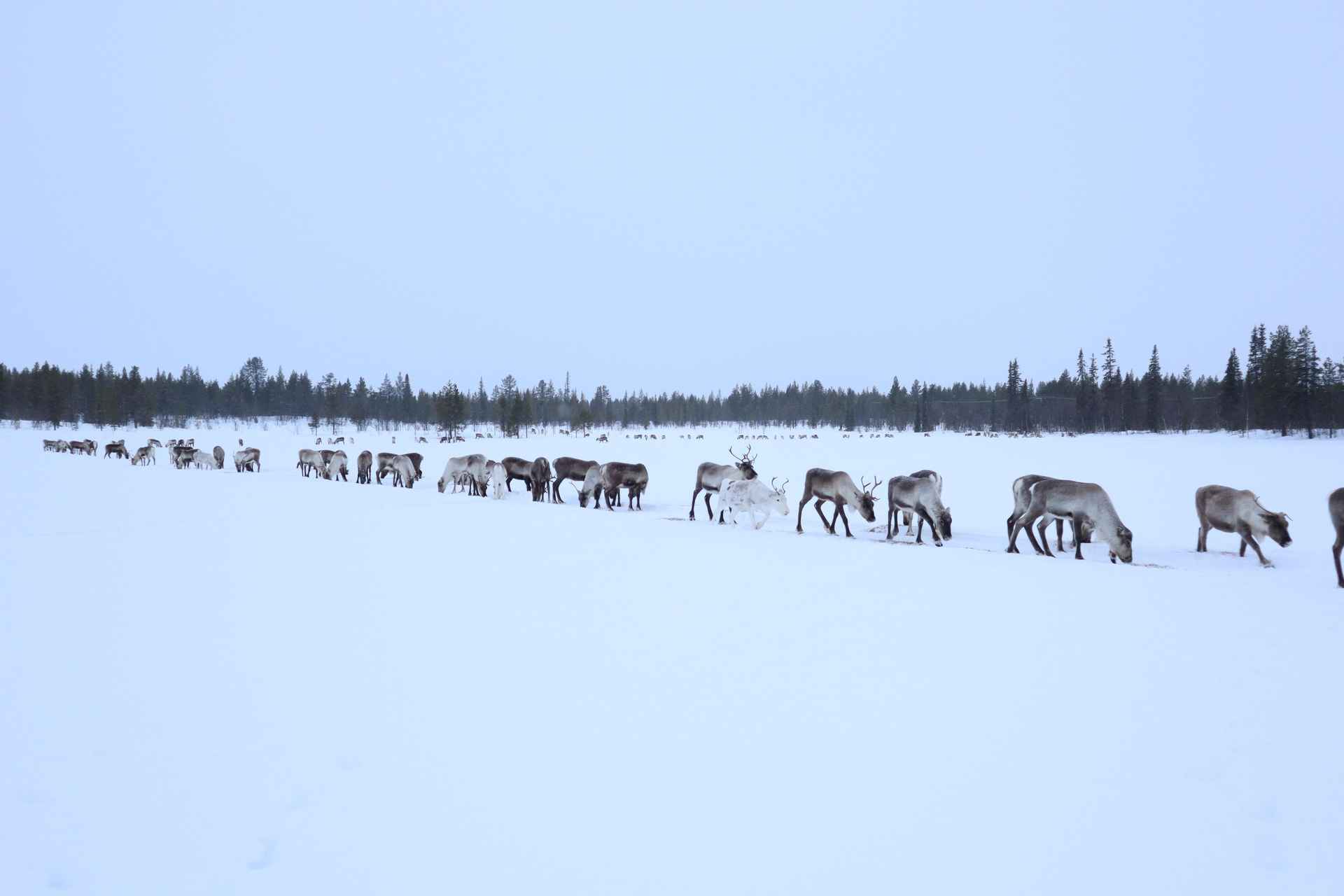 Kiruna: Reindeer Herder Tour with Sami Dinner and Transfers | Guide to ...