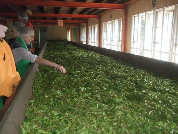 From Nuwara Eliya: Horton Plains Trekking & Tea Factory tour | GetYourGuide