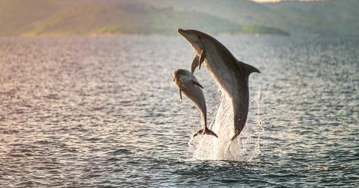San Jose del Cabo Wildlife Encounter | GetYourGuide