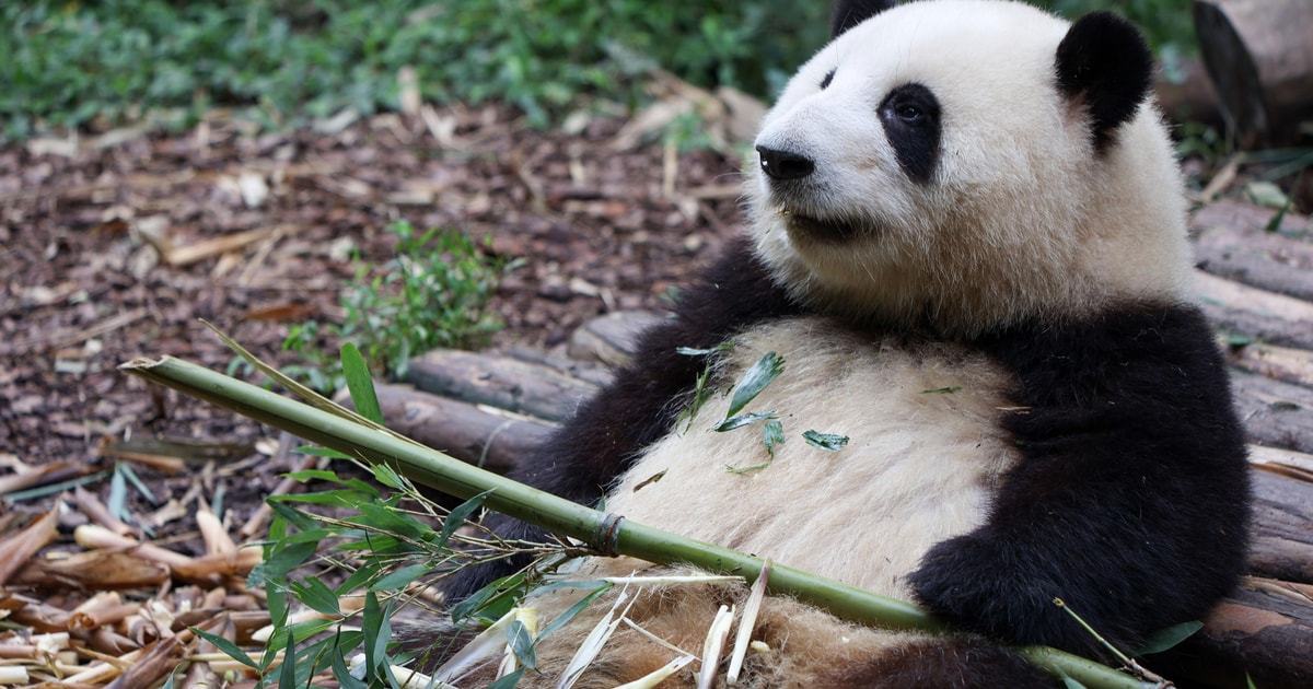 Chengdu: 7-Day Private Tour with Mt.E-mei and Jiuzhaigou | GetYourGuide