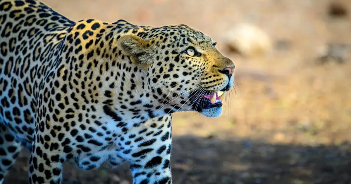 Safari za leopardem do Džhalany a návštěva Džajpuru: Nejlepší celodenní ...