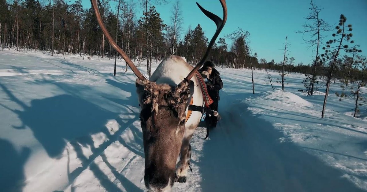 Rovaniemi: Safari cu reni și tur al aurorei boreale | GetYourGuide