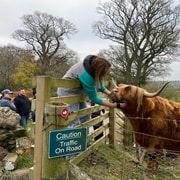 Edinburgh: Highland Cow, Blackness Castle, and Cake Tour - 2026 ...