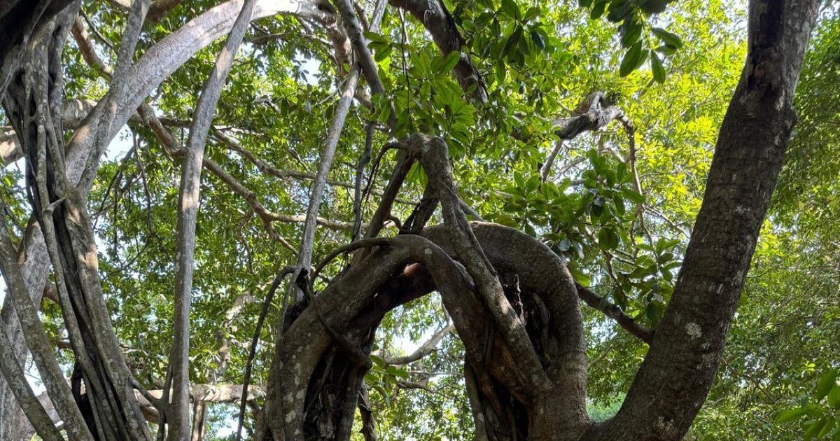 Kaya Kinondo Sacred Forest Guided Tour | GetYourGuide