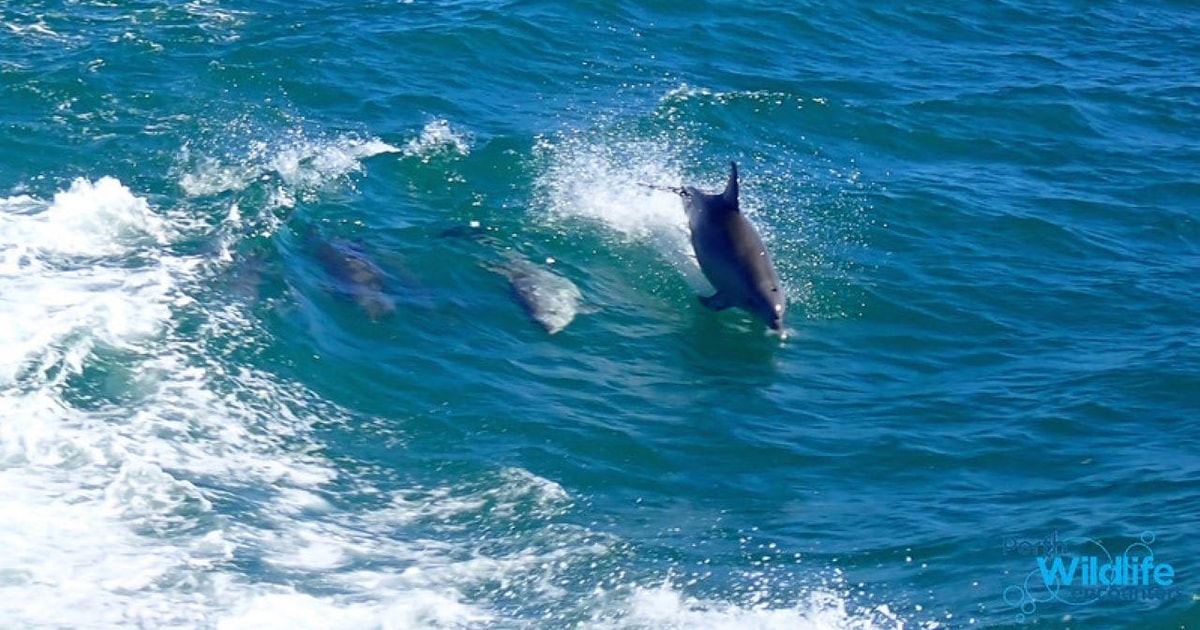 Rockingham: Shoalwater Islands, Dolphins, and Sea Lions Tour | GetYourGuide