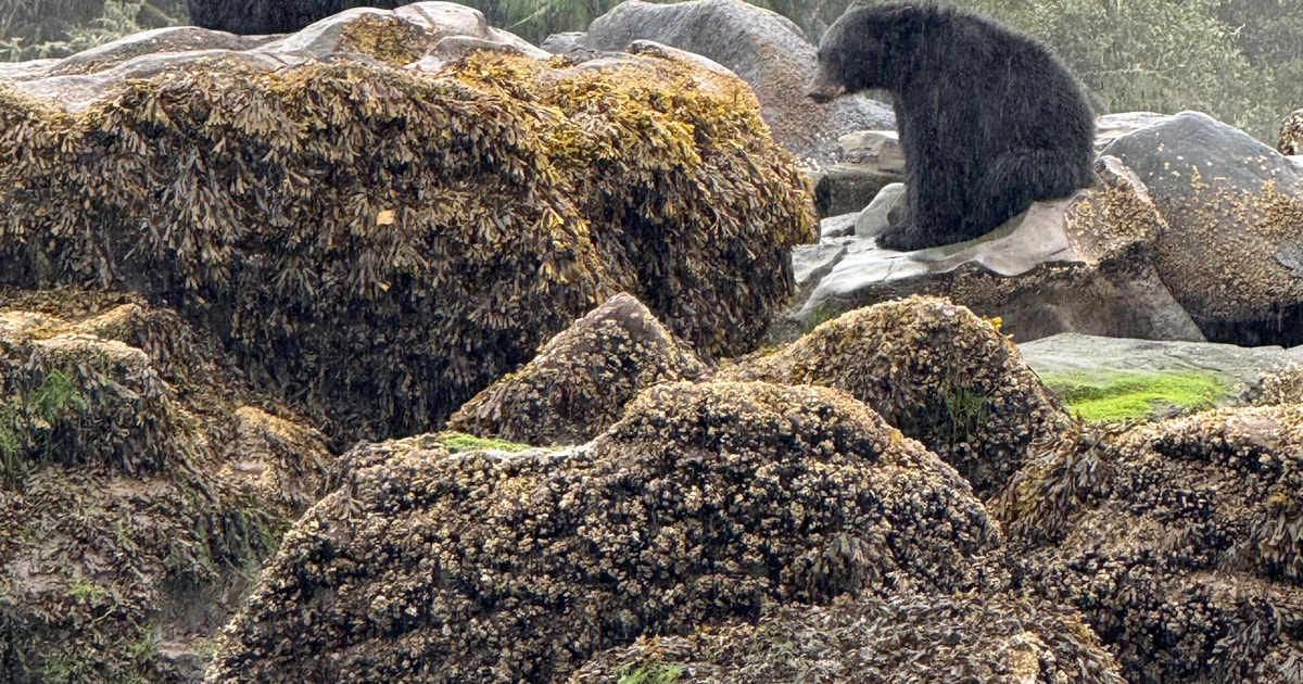 Port Hardy: Keogh River Bear/Wildlife Kayak Tour | GetYourGuide