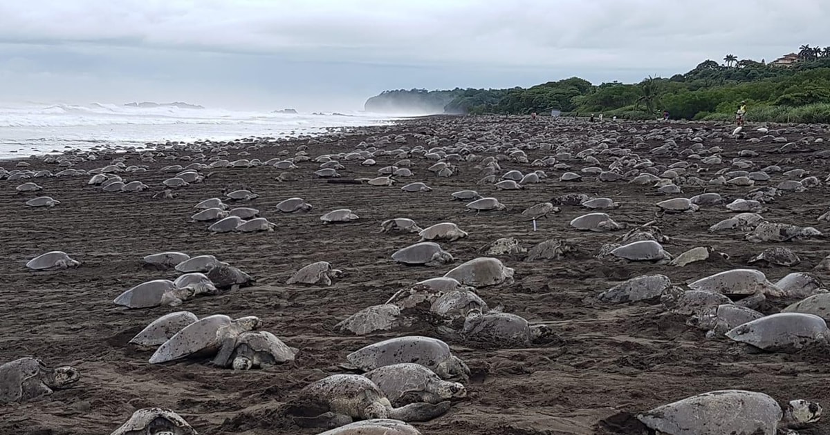 Costa Rica: Hundredtusindvis af Olive Ridley-havskildpadder | GetYourGuide