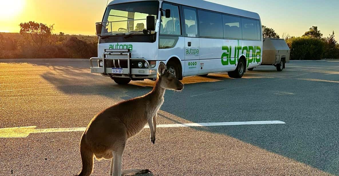 From Perth: Pinnacles Sunset and Stargazing Tour with Dinner | GetYourGuide