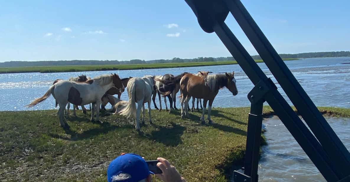 Chincoteague : Premier Pony & Wildlife Boat Tour Petit groupe ...