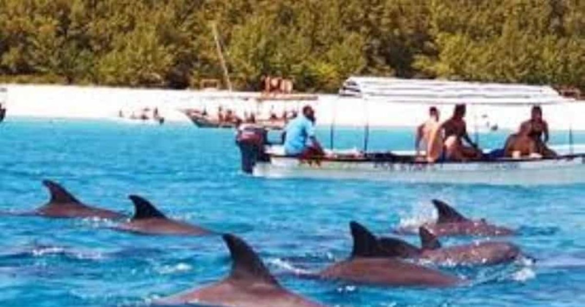 Zanzibar :Mnemba island Dolphin & Turtle Swim at Salam Cave | GetYourGuide