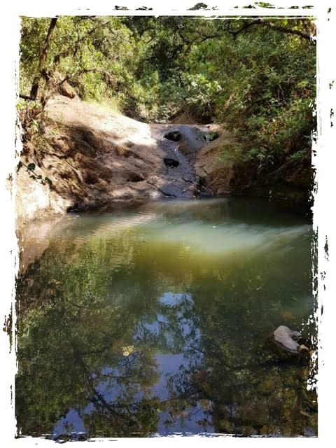 From Addis abeba: Day Trip to Menagesha Suba Forest | GetYourGuide