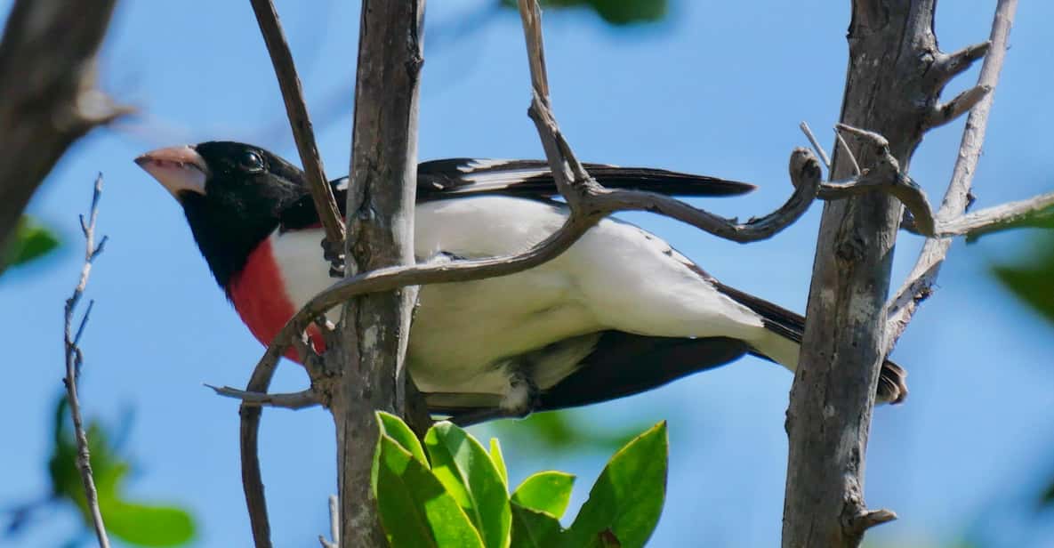 Fort Lauderdale: 5-Day Dry Tortugas Birding and Photo Tour | GetYourGuide