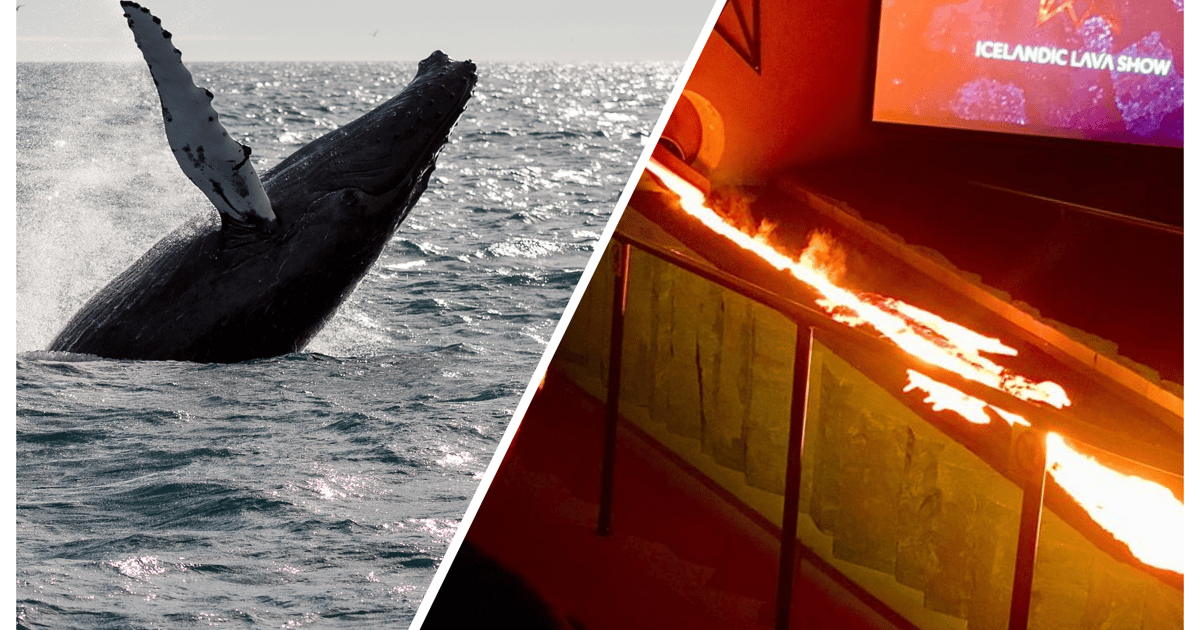 Reykjavik: Whale Watching in Faxaflói Bay & Live Lava Show | GetYourGuide