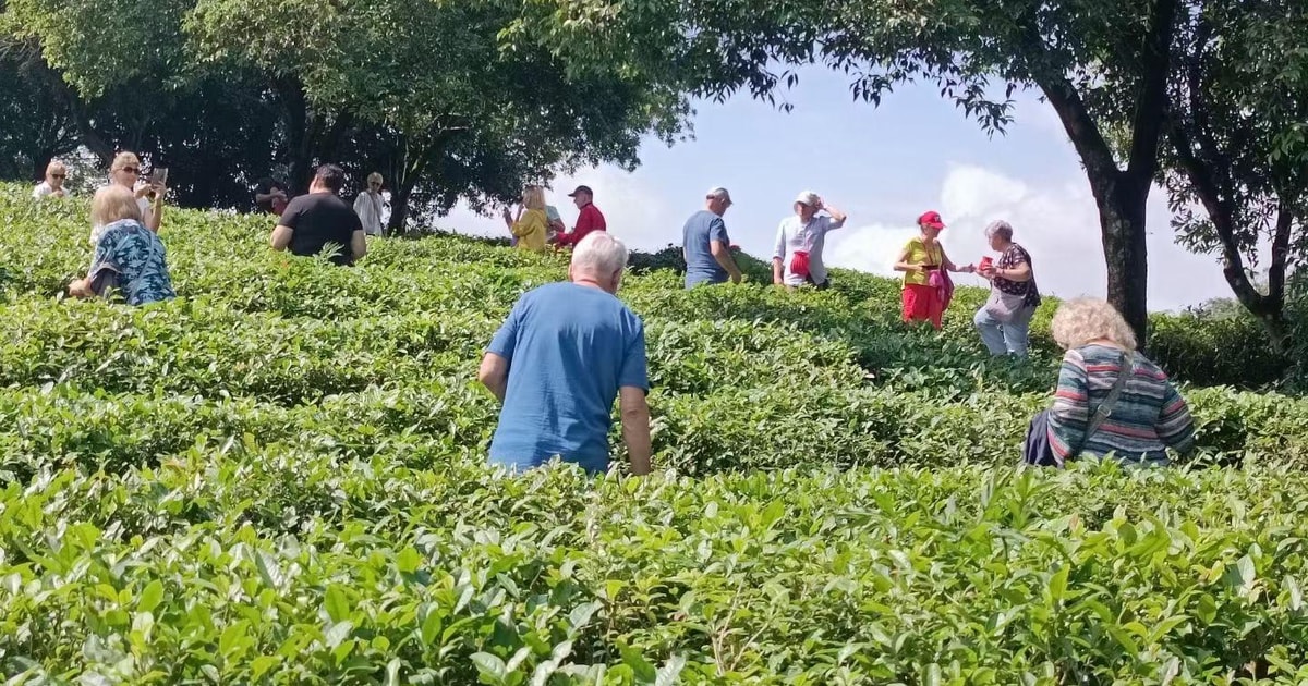 Guilin: City Tour with Elephant Hill & Ming Tea Tasting | GetYourGuide