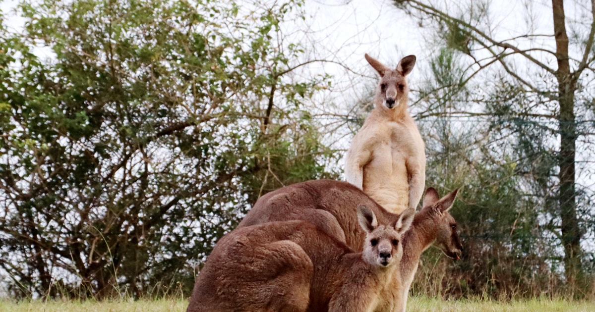 Wild Kangaroos & Blue Mountains private tour | GetYourGuide