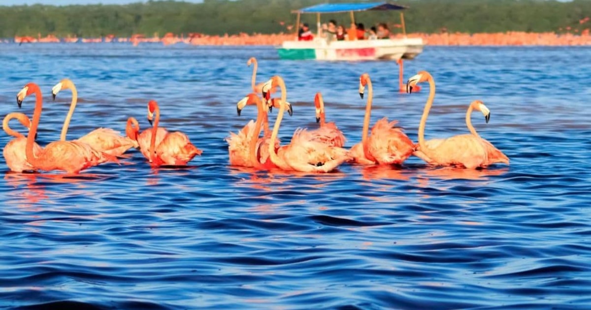 Mérida : Tour en bateau à Celestun Expérience de la mangrove ! La plage ...