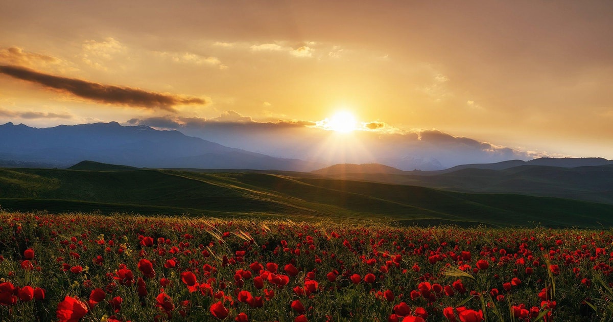 Windows Desktop Thema - Mohnfelder aus Taschkent | GetYourGuide