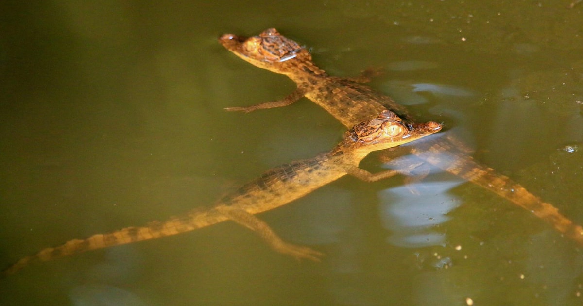 Humedales Nacionales Terraba Sierpe - Recorrido por los Manglares ...