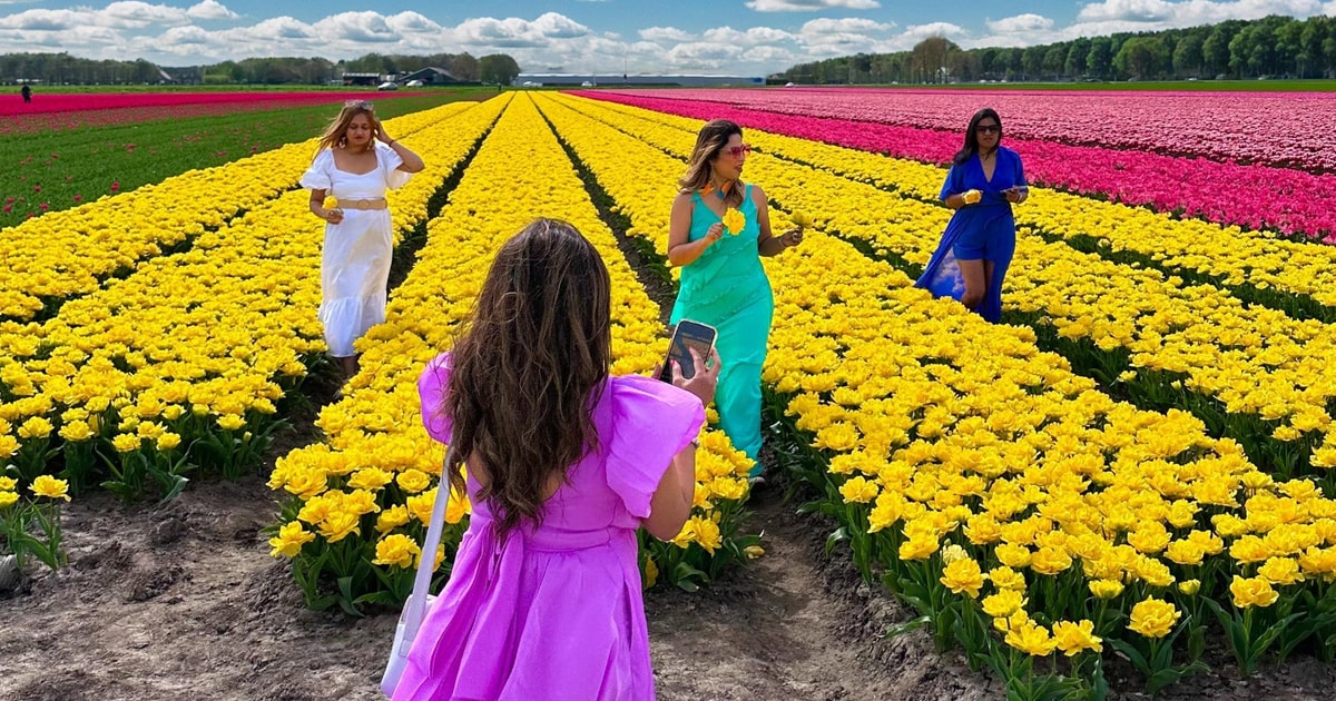 Amsterdam: Tulip Fields Day Tour with Lunch & Windmill | GetYourGuide