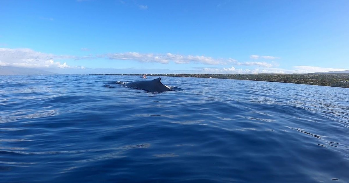 Delfine, Wale, Schnorcheln & Mittagessen auf der Insel Benitiers ...