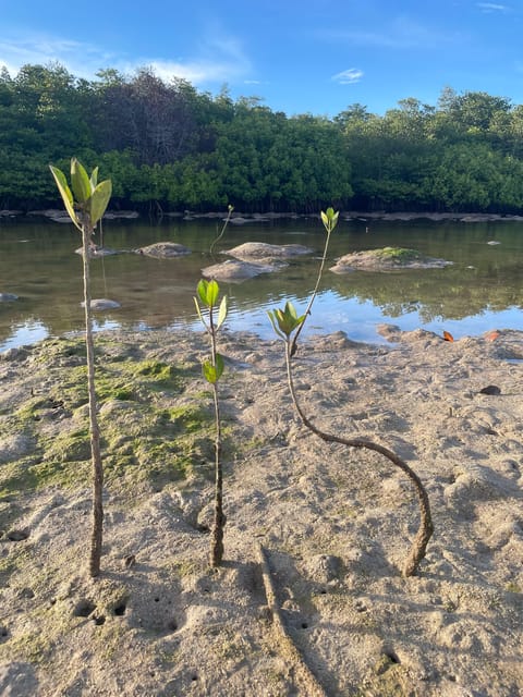 Ecotourism: Mangrove Reforestation & Tour | GetYourGuide