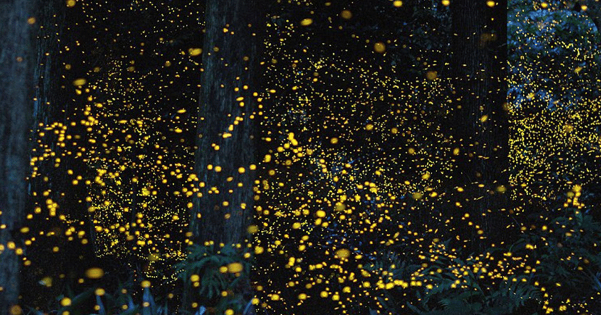 イワヒグホタル観賞ツアー｜プエルト・プリンセサ | GetYourGuide