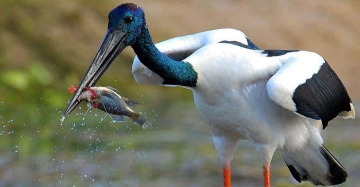 From Hambantota Harbor: Bundala National Park Safari-Private | GetYourGuide