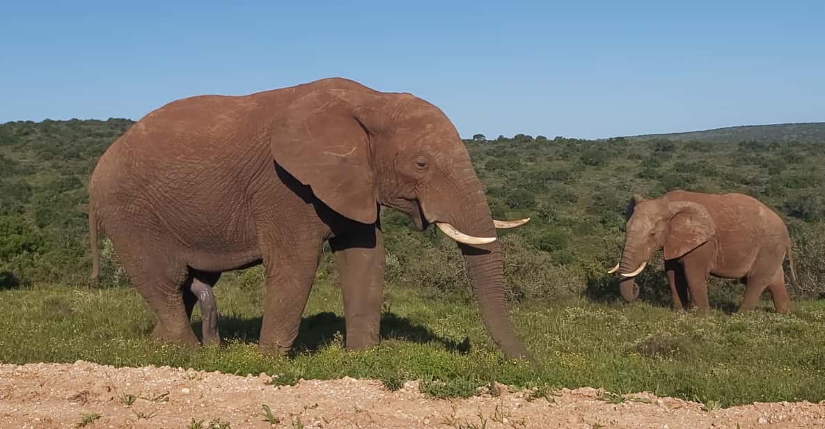 From Port Elizabeth: Addo Elephant National Park Safari | GetYourGuide