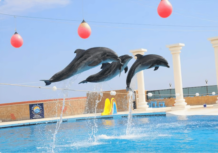 Hurghada : 1-Hour Dolphin Show at Dolphin World | GetYourGuide