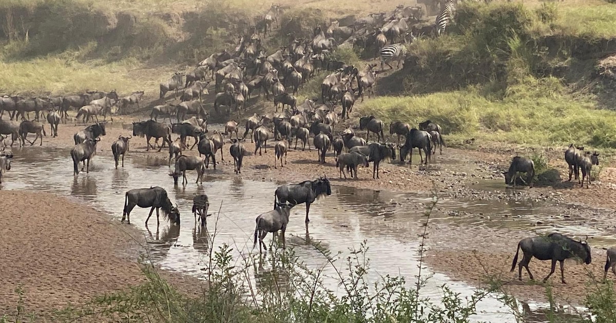 3-Days Masaai Mara Group Safari | GetYourGuide