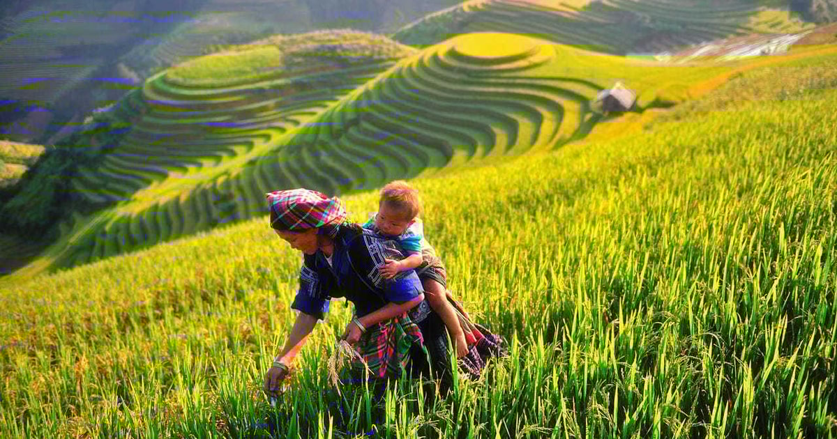 Explore a cultura única de Mu Cang Chai | GetYourGuide